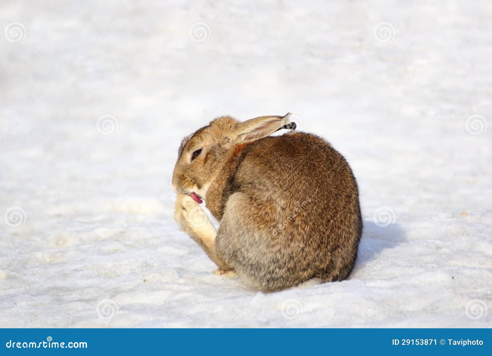Fat rabbit stock image. Image of beautiful, bunny, cold - 29153871