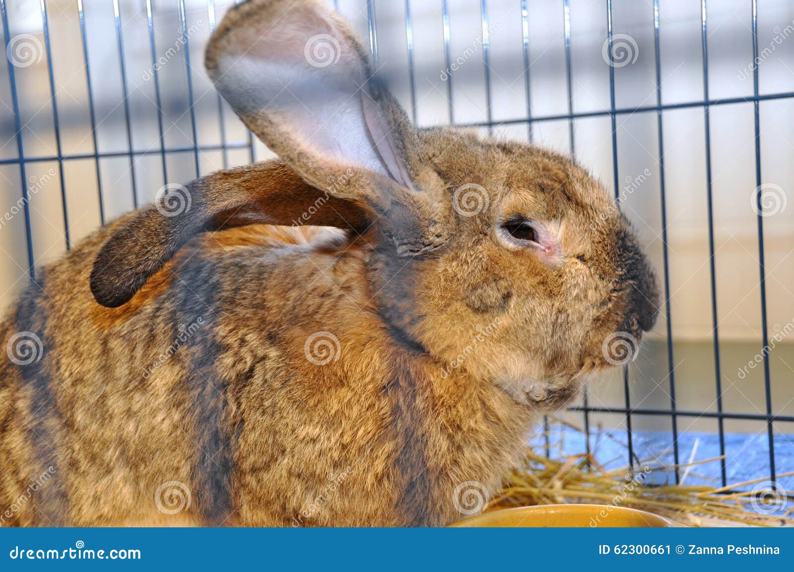 Fat rabbit in a cage stock image. Image of ball, gray - 62300661