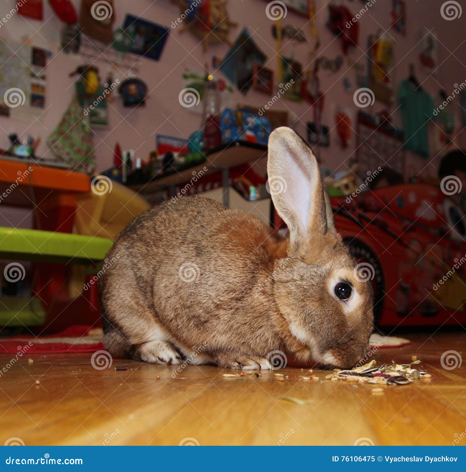Fat Rabbit Home. Fat Rabbit on the Parquet Floor in the Nursery Stock ...