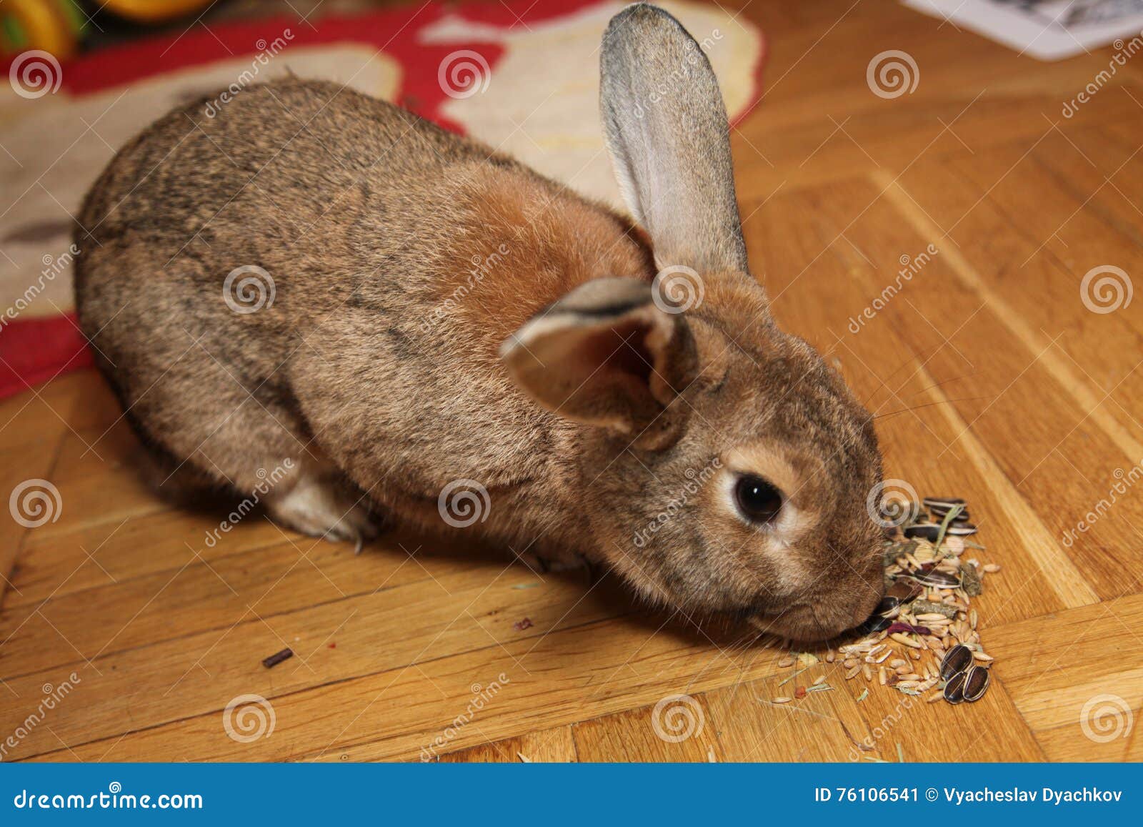 Fat Rabbit Home. Fat Rabbit on the Parquet Floor in the Nursery Stock ...