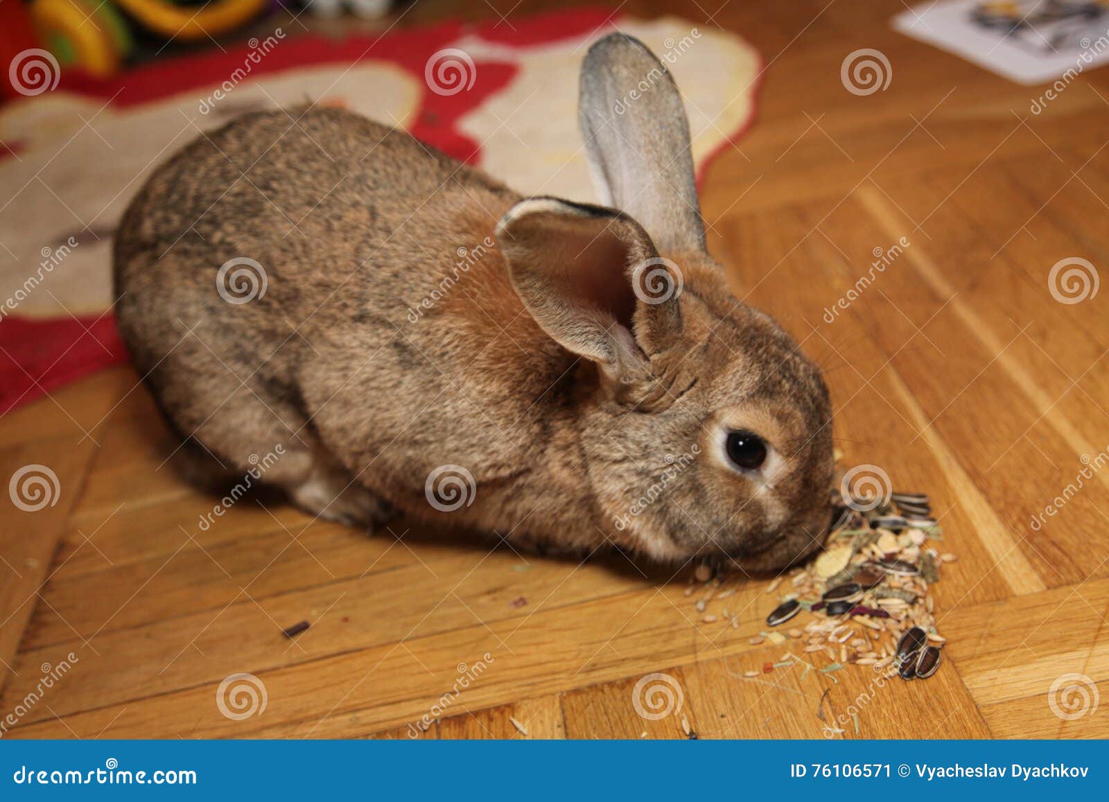 Fat Rabbit Home. Fat Rabbit on the Parquet Floor in the Nursery Stock ...