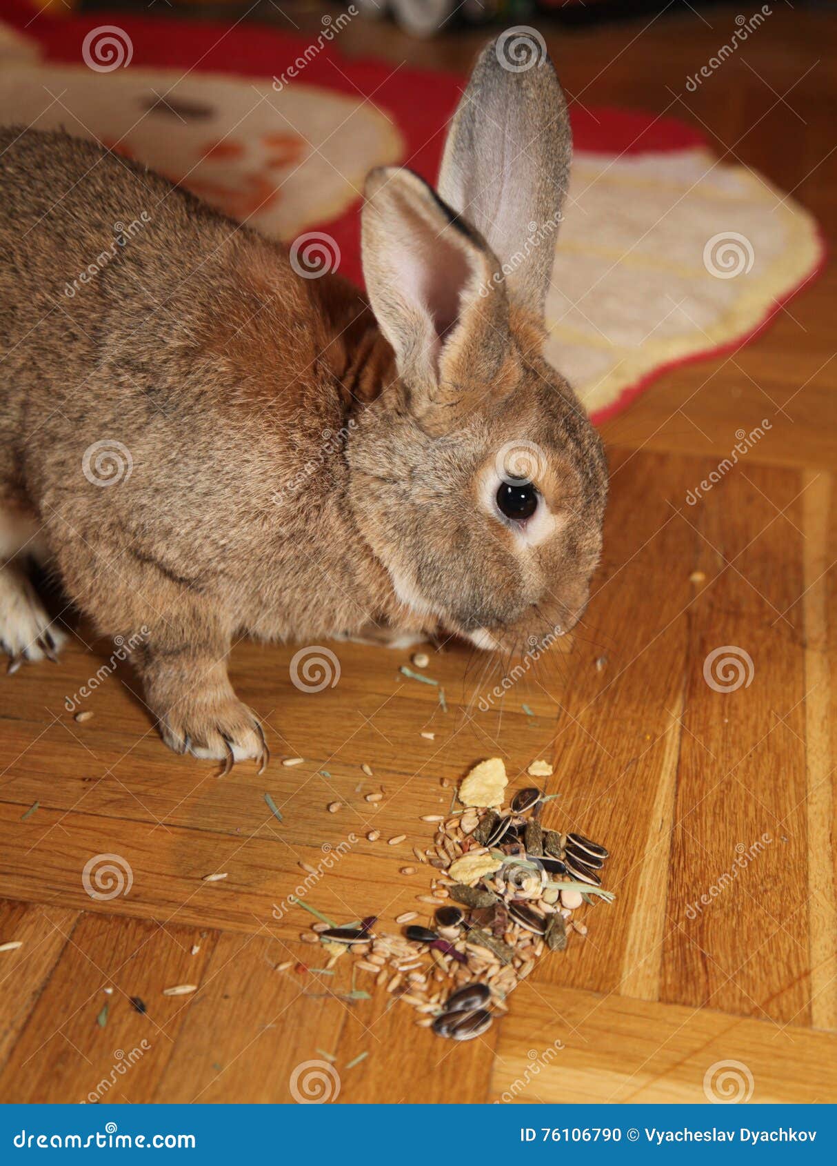 Fat Rabbit Home. Fat Rabbit on the Parquet Floor in the Nursery Stock ...