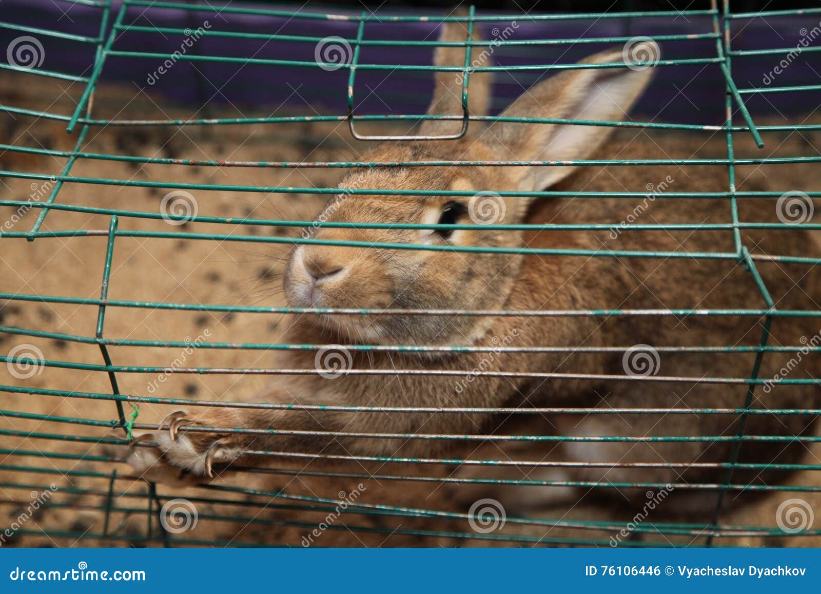Fat rabbit home. stock photo. Image of countryside, agriculture - 76106446