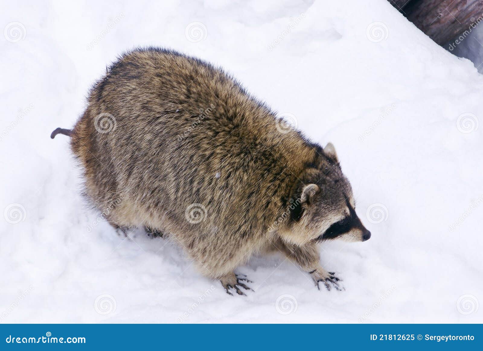 Fat racoon stock image. Image of closeup, white, single - 21812625