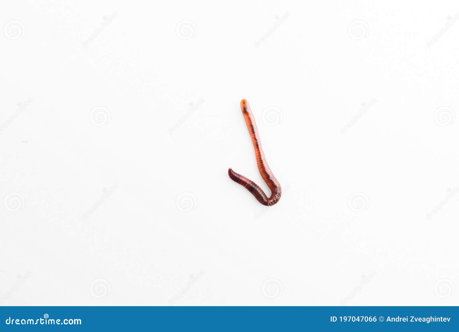Fat rainworm on white stock photo. Image of farm, studio - 197047066