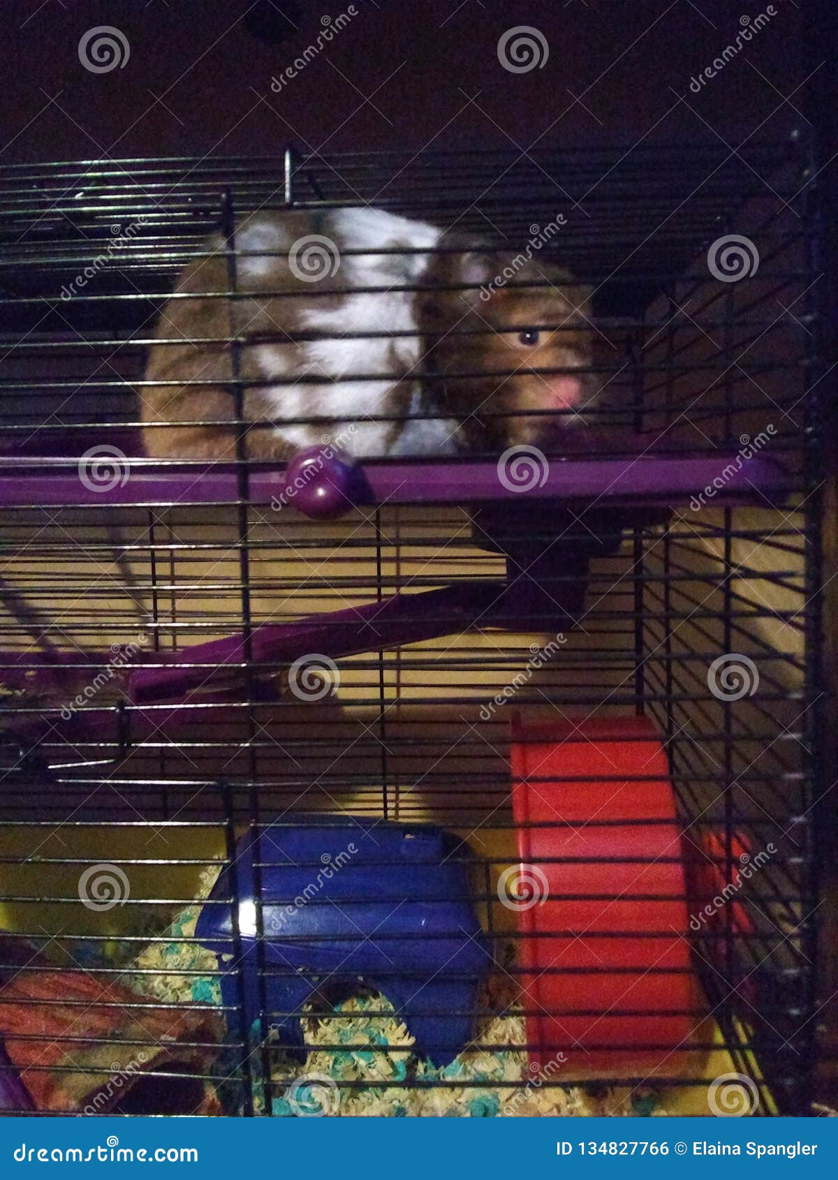 Fat rat stock photo. Image of lots, choco - 134827766