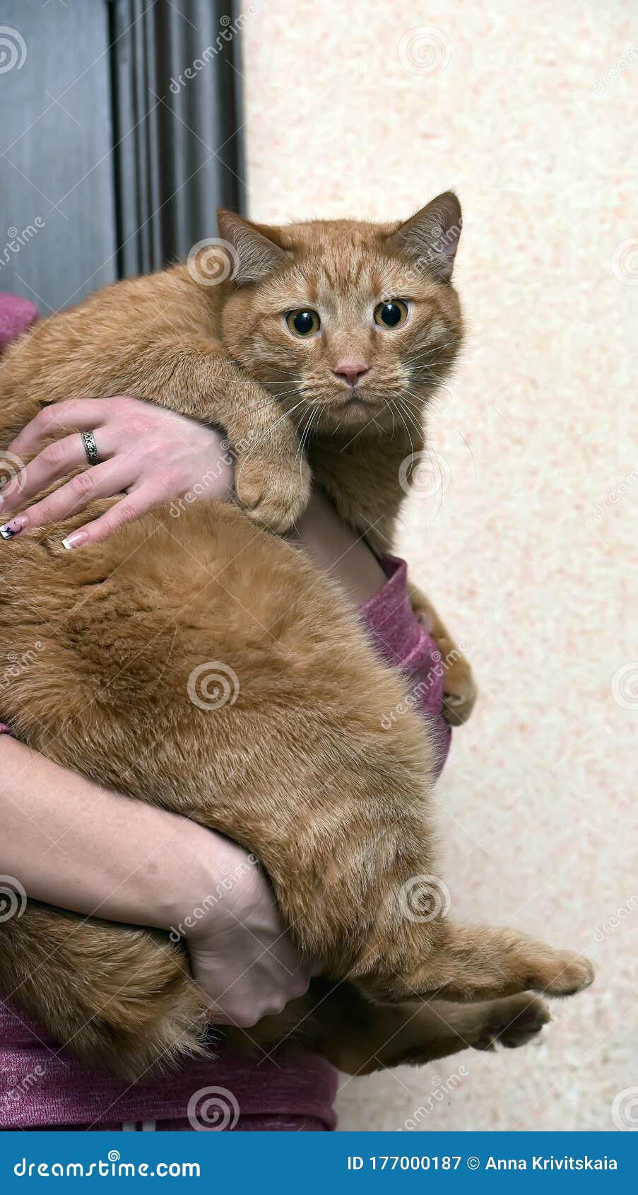 Fat red cat in arms stock image. Image of kitty, caucasian - 177000187