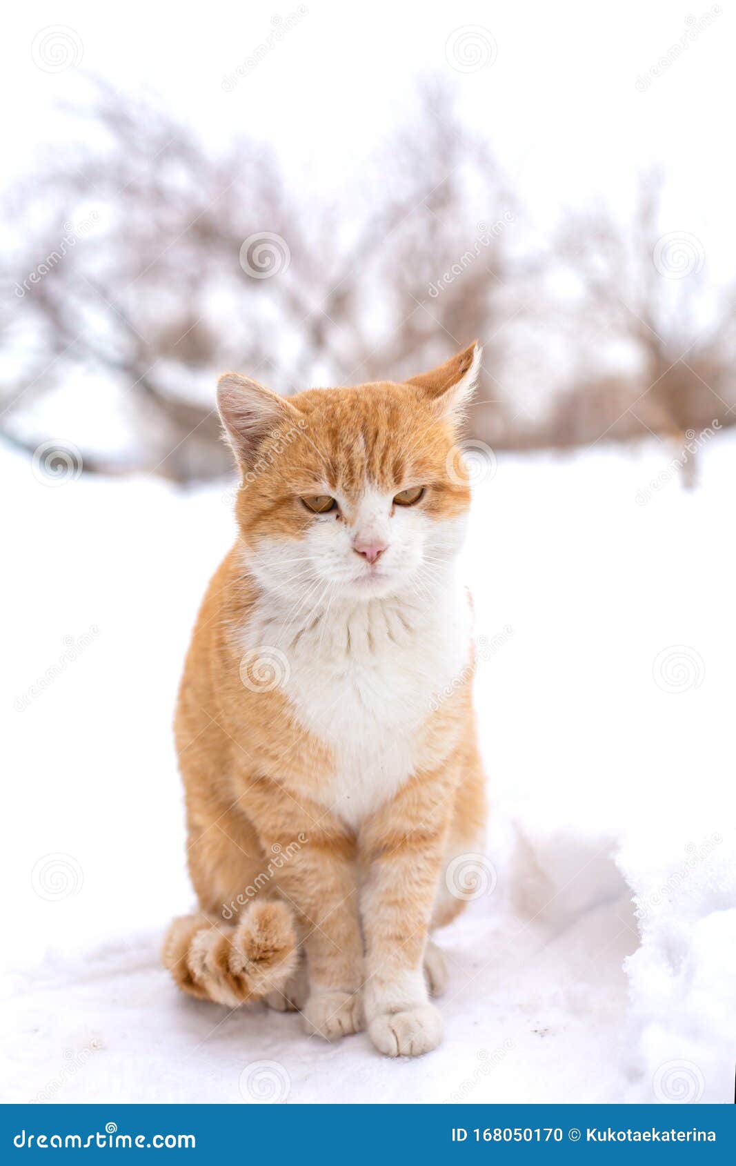 Fat Red Cat Sits in the Snow Stock Photo - Image of portrait, kitten ...