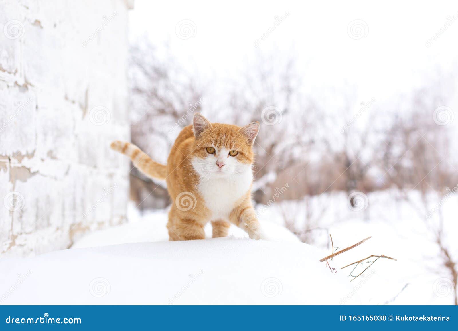 Fat Red Cat Walks in the Snow Stock Photo - Image of fluffy, christmas ...