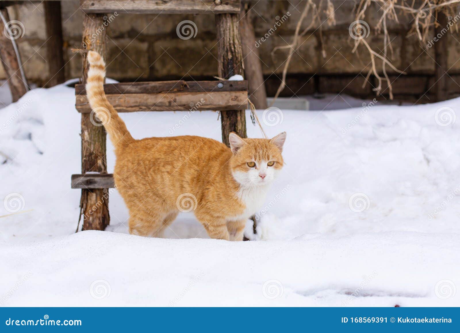 Fat Red Cat Walks in the Snow Stock Image - Image of nature, predator ...