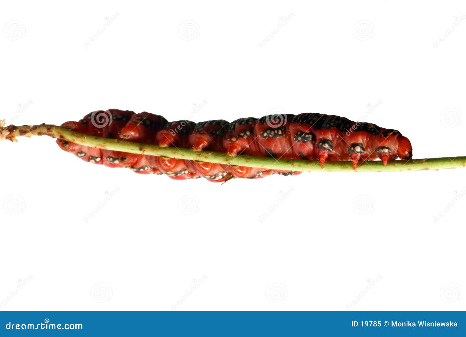 Fat Red Caterpillar stock image. Image of macro, nature - 19785