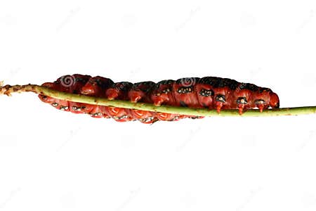 Fat Red Caterpillar stock image. Image of macro, nature - 19785