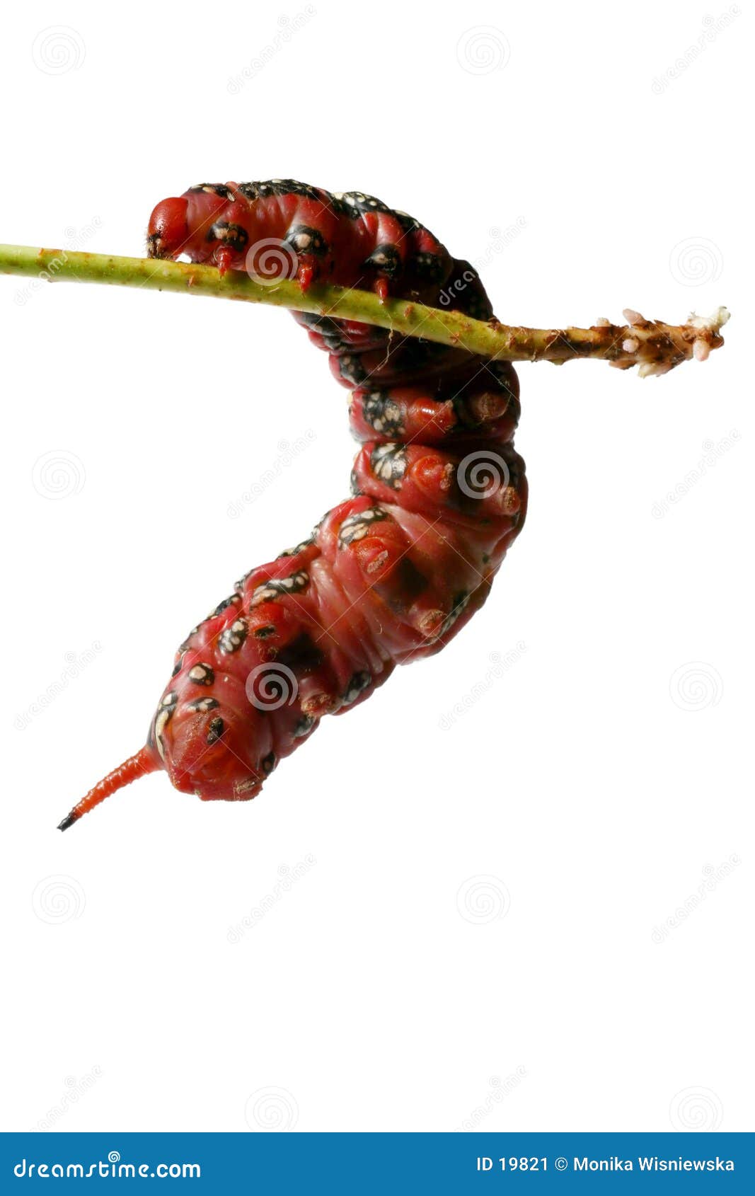 Fat Red Caterpillar - Climbing Stock Image - Image of white, quiet: 19821