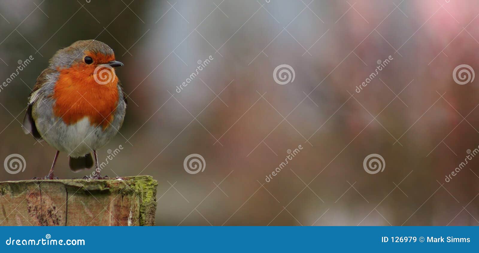Fat robin stock image. Image of winter, sing, wing, birdwatching - 126979