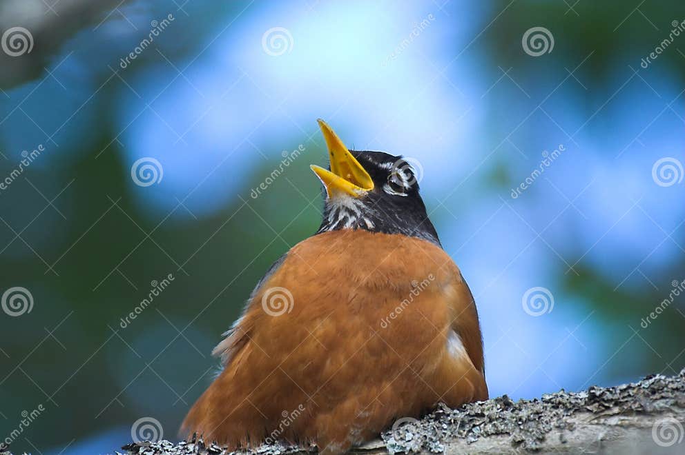Fat robin stock image. Image of bill, finch, natural, nature - 838849