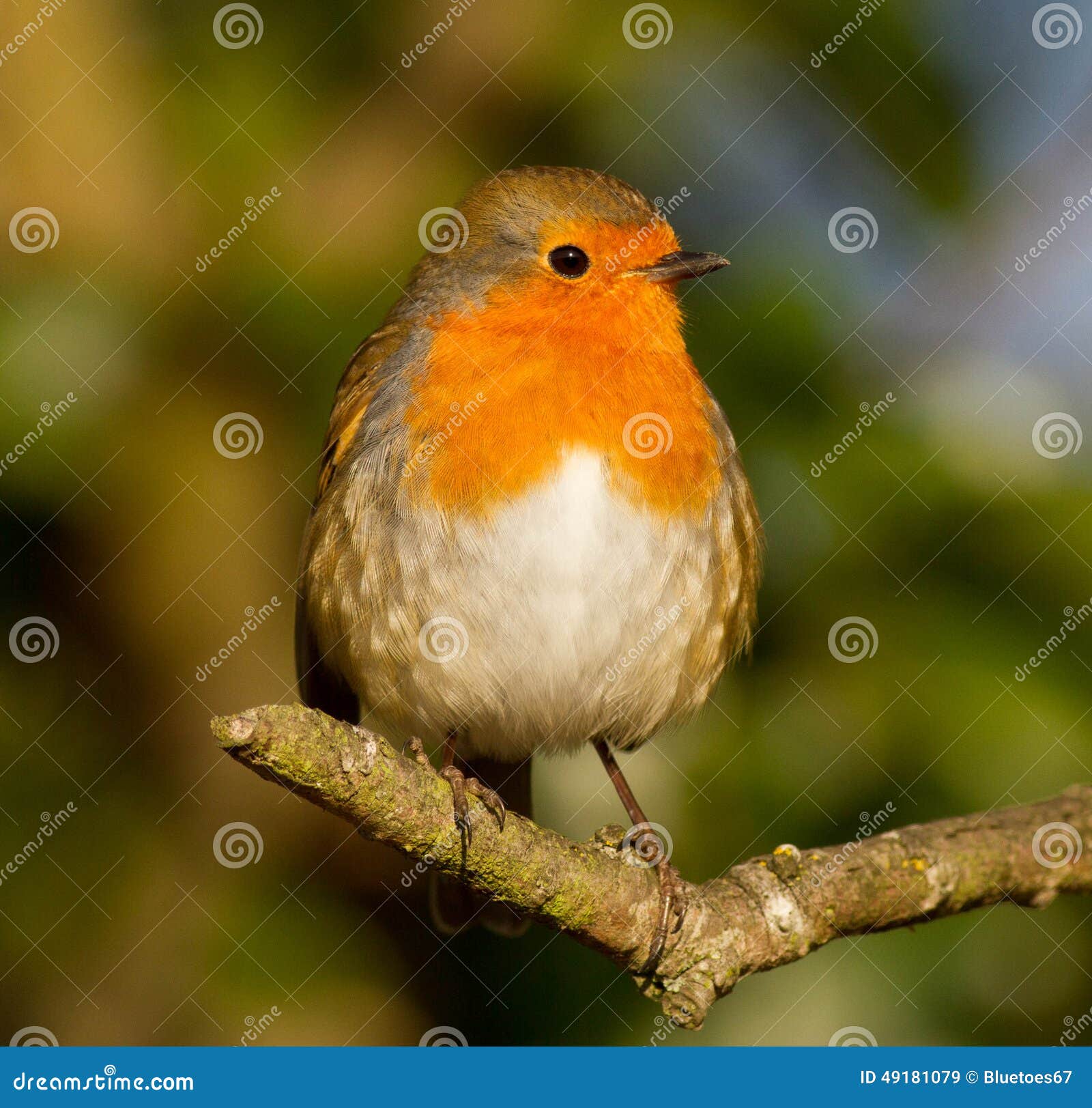 Fat Robin on branch. stock image. Image of garden, feather - 49181079