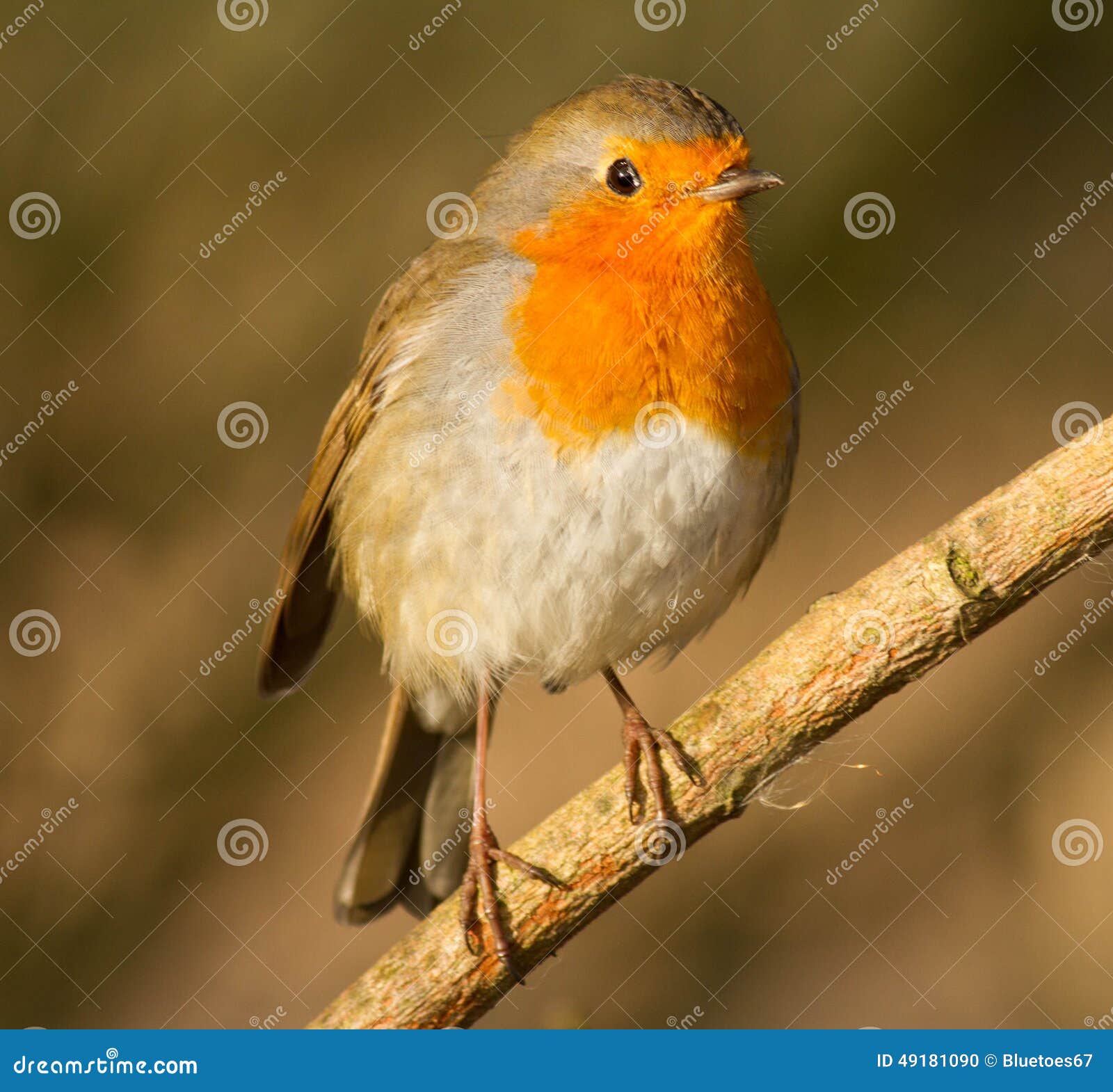 Fat Robin on branch. stock photo. Image of orange, garden - 49181090