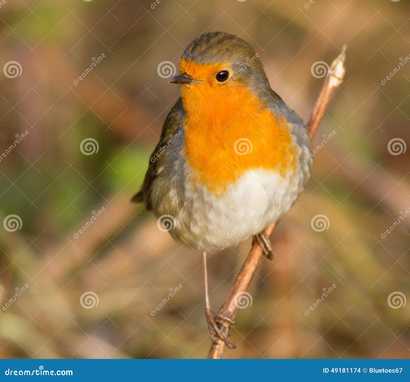 Fat Robin on branch. stock photo. Image of cold, outdoors - 49181174