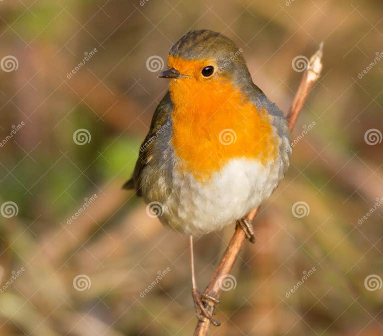 Fat Robin on branch. stock photo. Image of cold, outdoors - 49181174