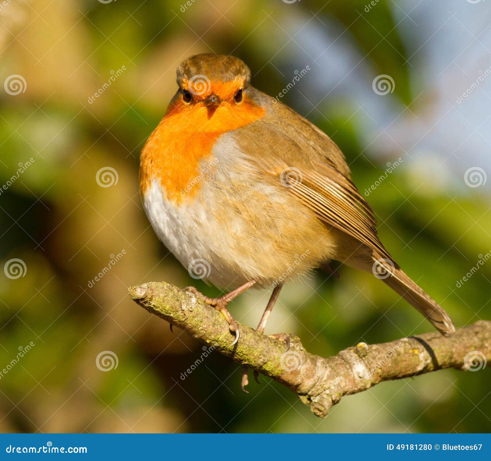 Fat Robin on branch. stock photo. Image of european, redbreast - 49181280