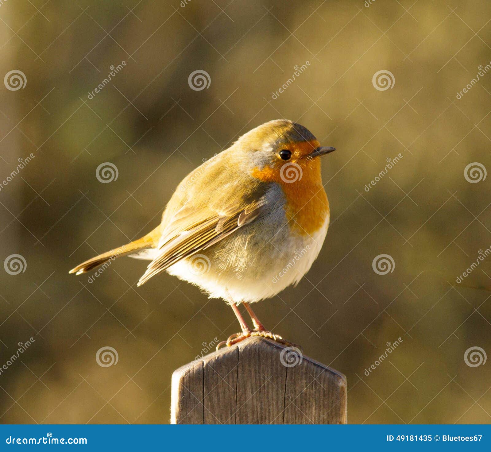 Fat Robin on Gate Post stock image. Image of feather - 49181435