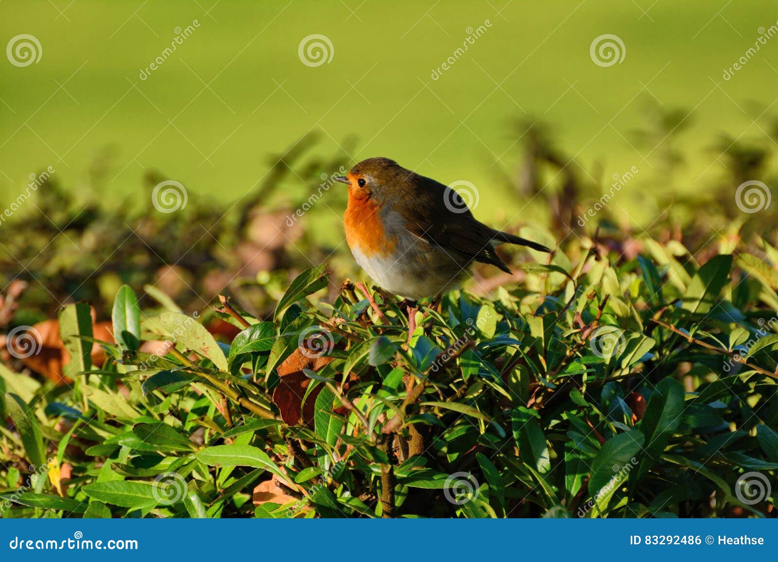 Fat robin in a hedgerow stock photo. Image of bird, redbreast - 83292486