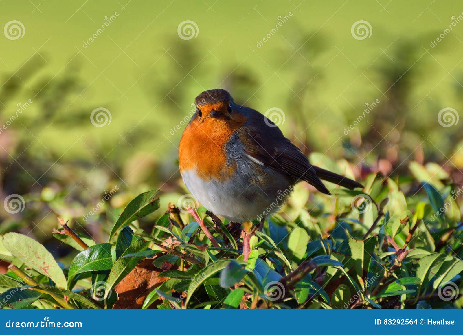 Fat robin in a hedgerow stock photo. Image of wildlife - 83292564