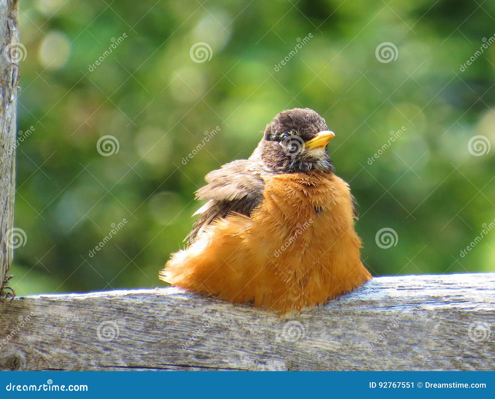 Fat Robin stock image. Image of birds, robins, swamp - 92767551