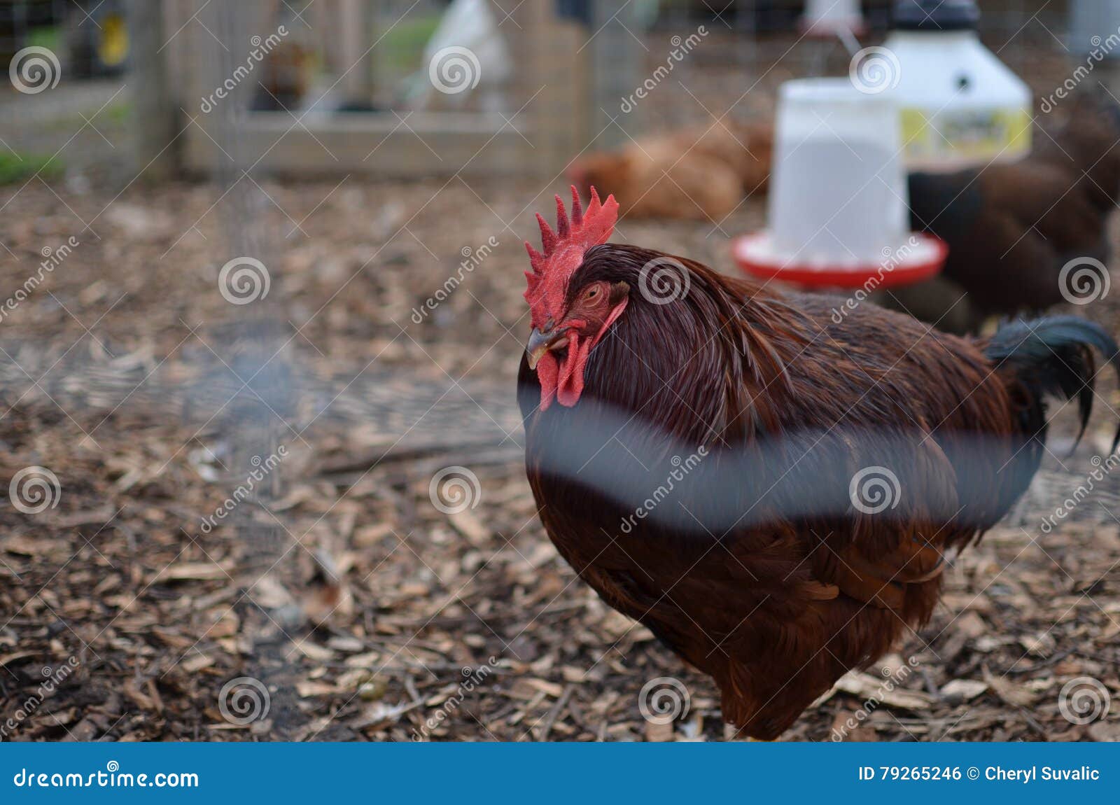Fat rooster stock photo. Image of coop, autumn, orchard - 79265246