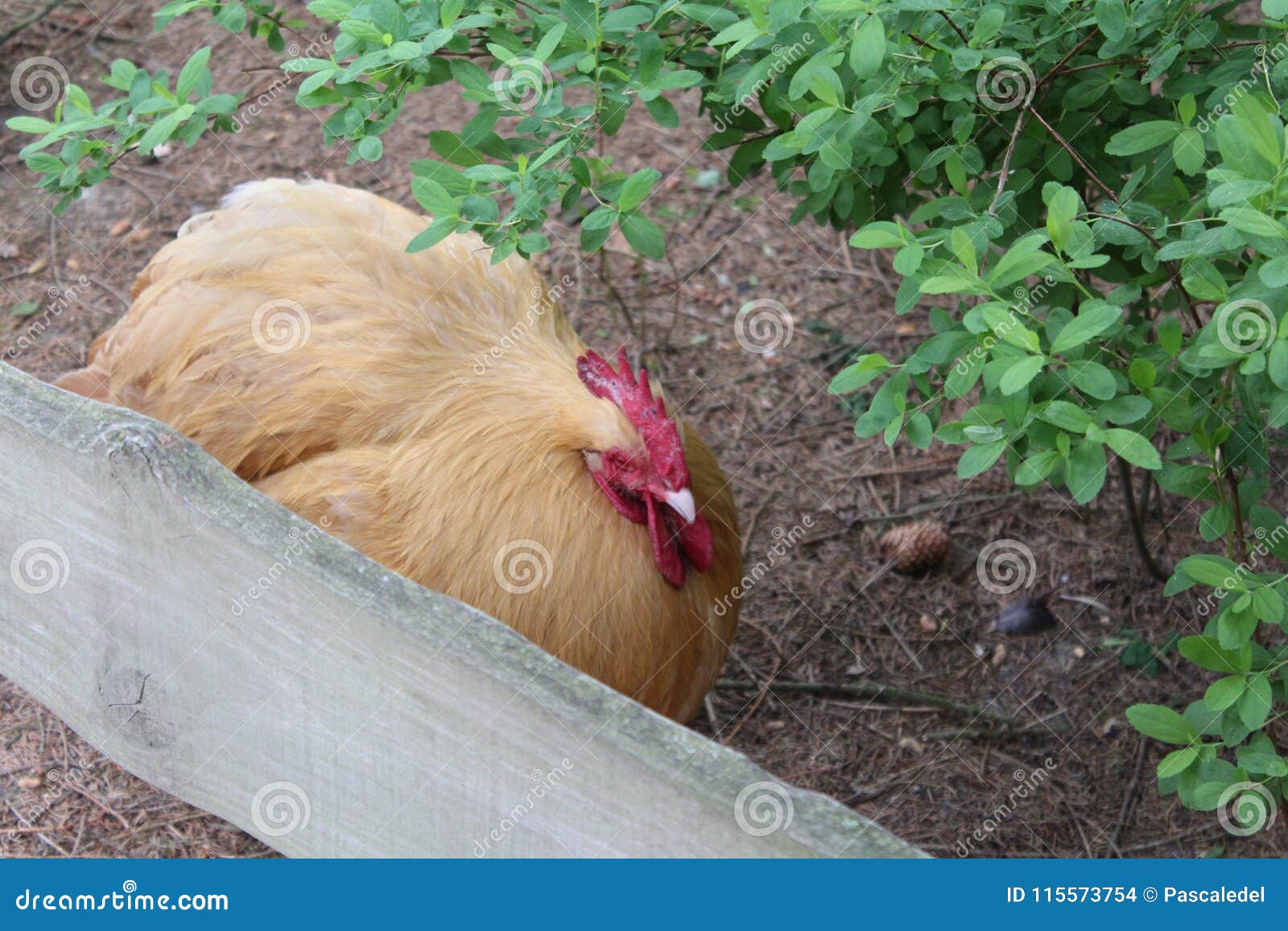 Fat Rooster stock photo. Image of cockerel, bird, colorful - 115573754