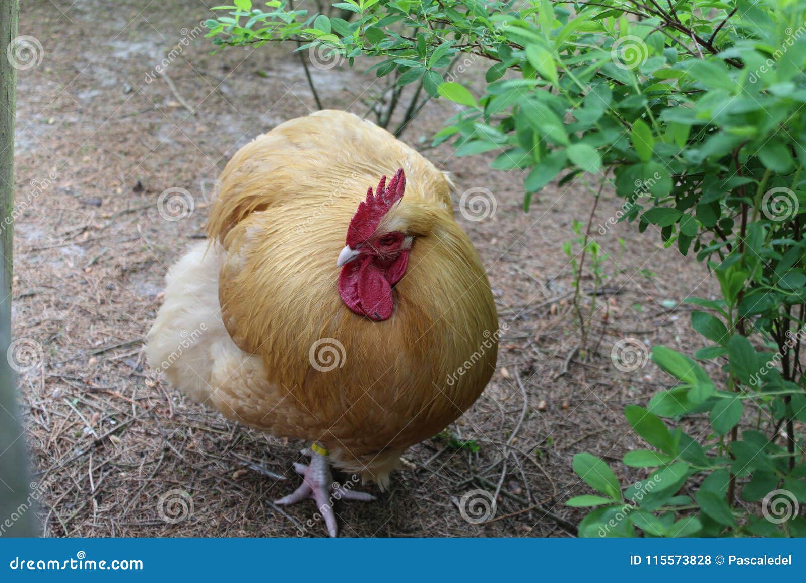 Fat Rooster stock photo. Image of agriculture, head - 115573828