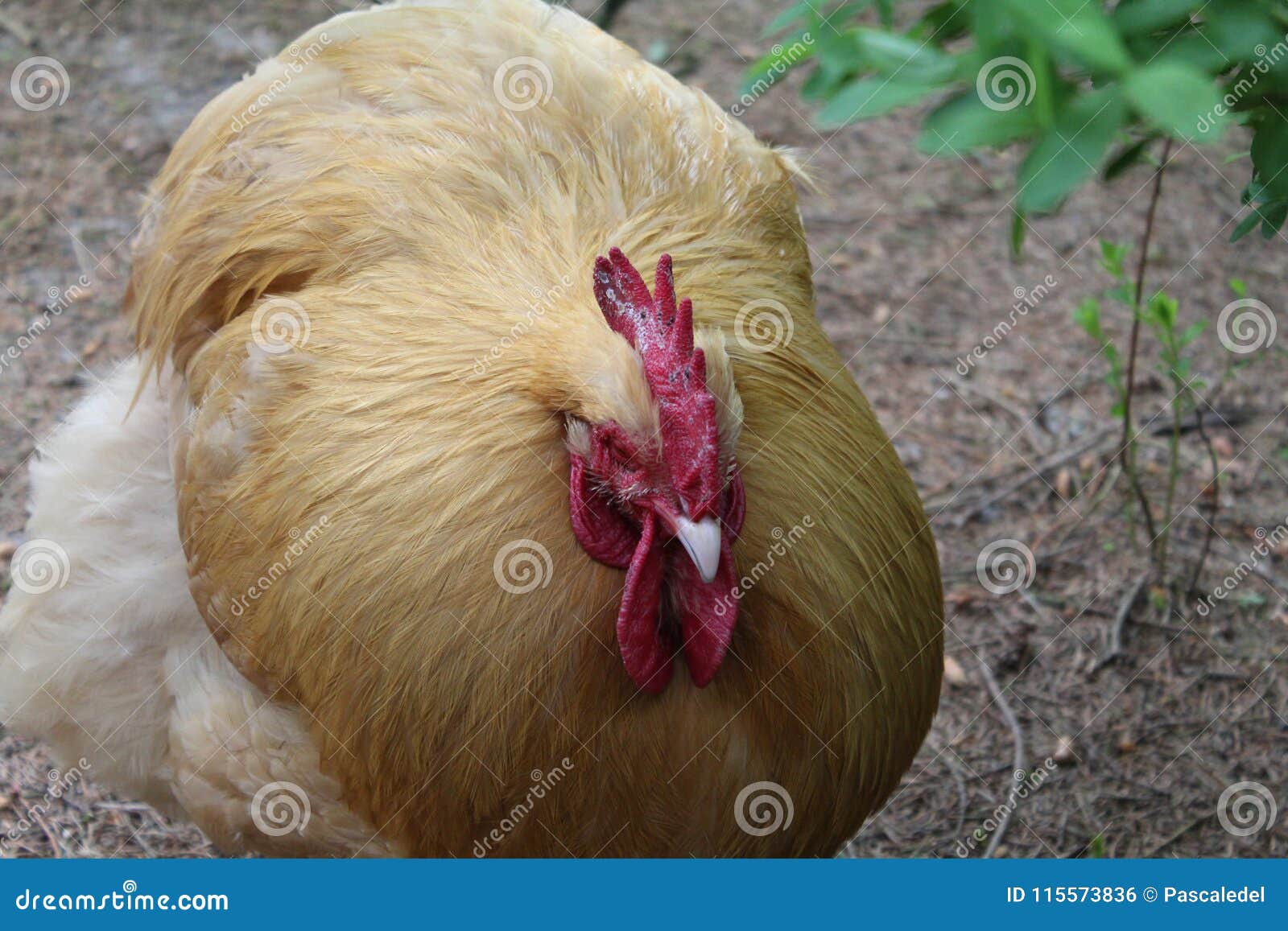Fat Rooster stock photo. Image of chickens, portrait - 115573836