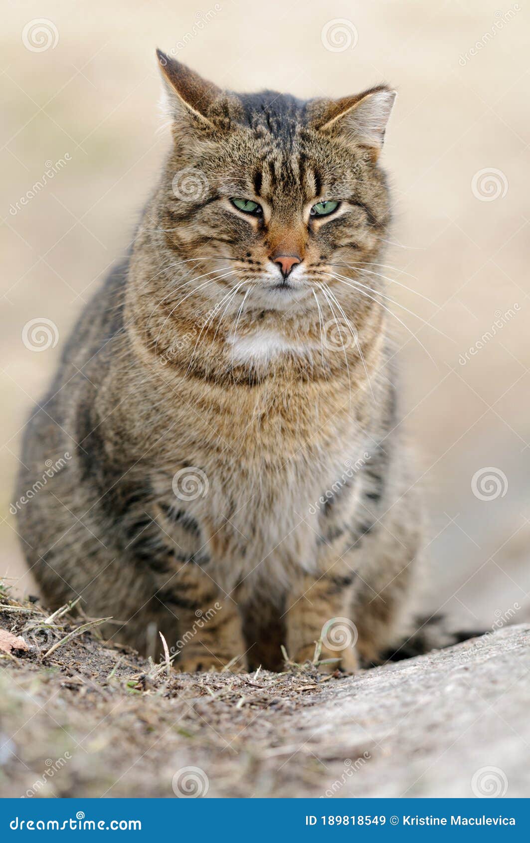 Large Tabby Cat in Full Growth. Vertical Image Stock Image - Image of ...