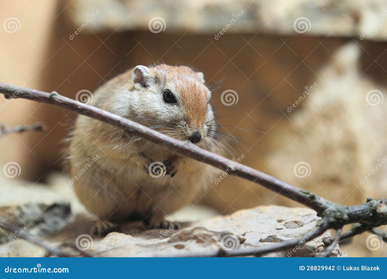 Fat sand rat stock photo. Image of obesus, sand, mammal - 28829942