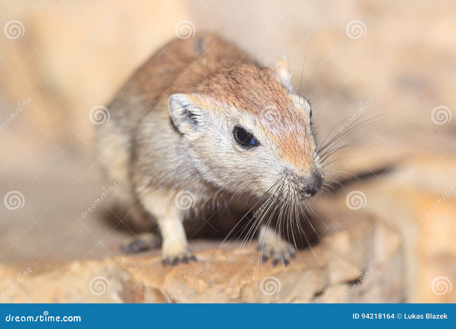 Fat sand rat stock photo. Image of obesus, sand, mammal - 94218164