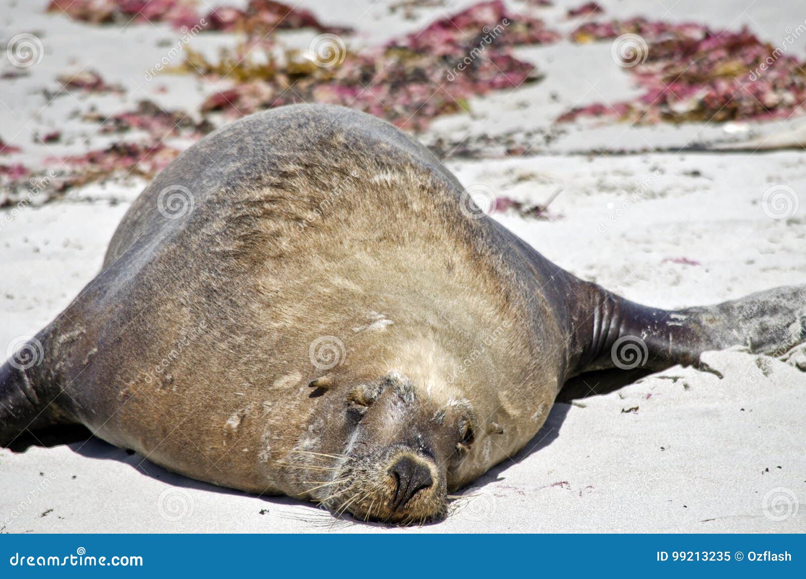 Fat sealion stock image. Image of sealion, animal, walking - 99213235