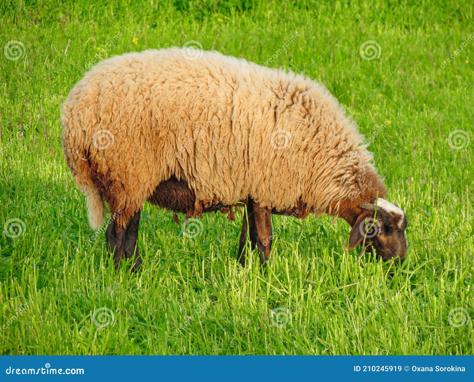 A Fat Sheep Grazes on a Meadow in the Grass Stock Image - Image of ...