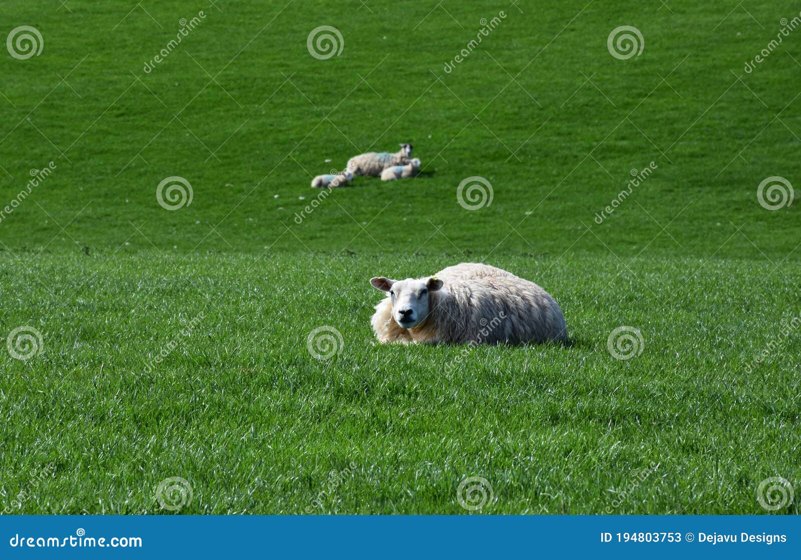 Fat Sheep Resting in a Grass Field in England Stock Image - Image of ...