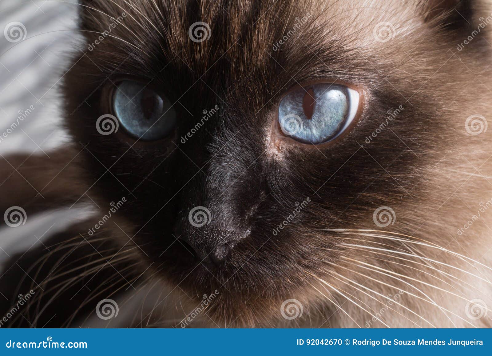 Fat Siamese Cat stock photo. Image of siamese, cute, eyes - 92042670