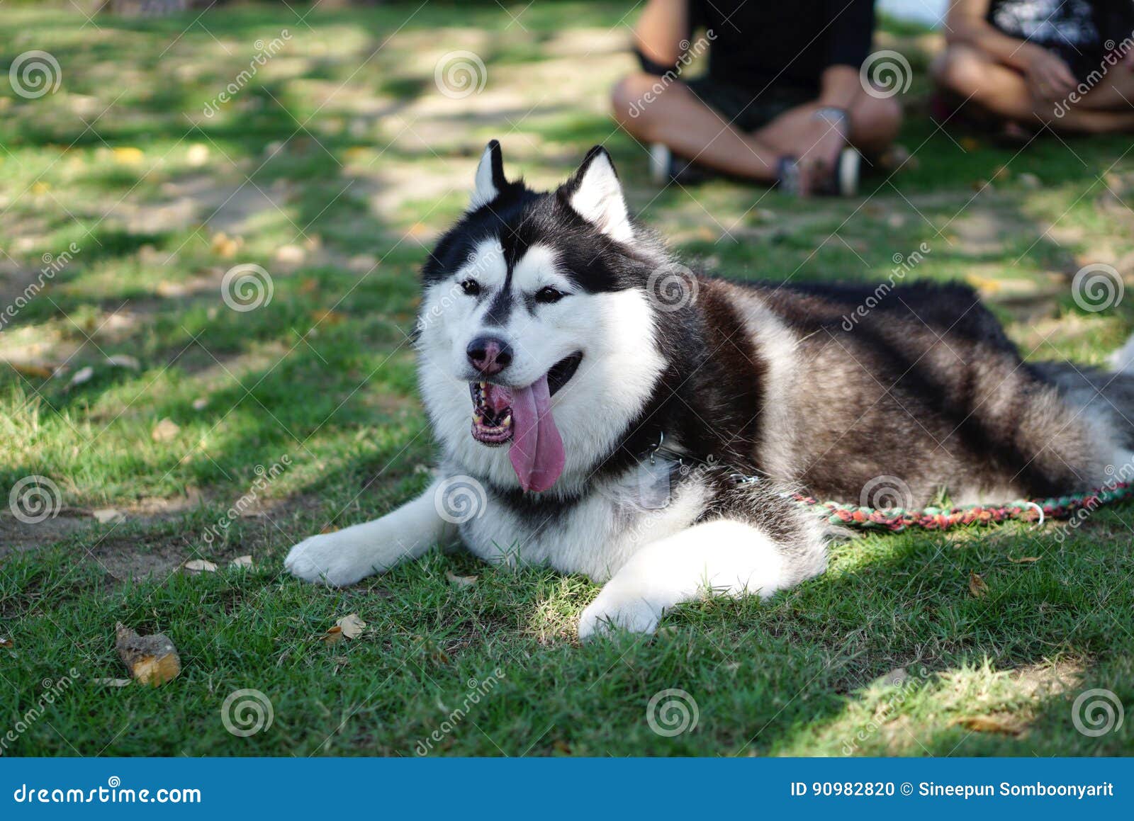 Fat Siberian Husky Laying Down on the Ground Stock Photo - Image of ...