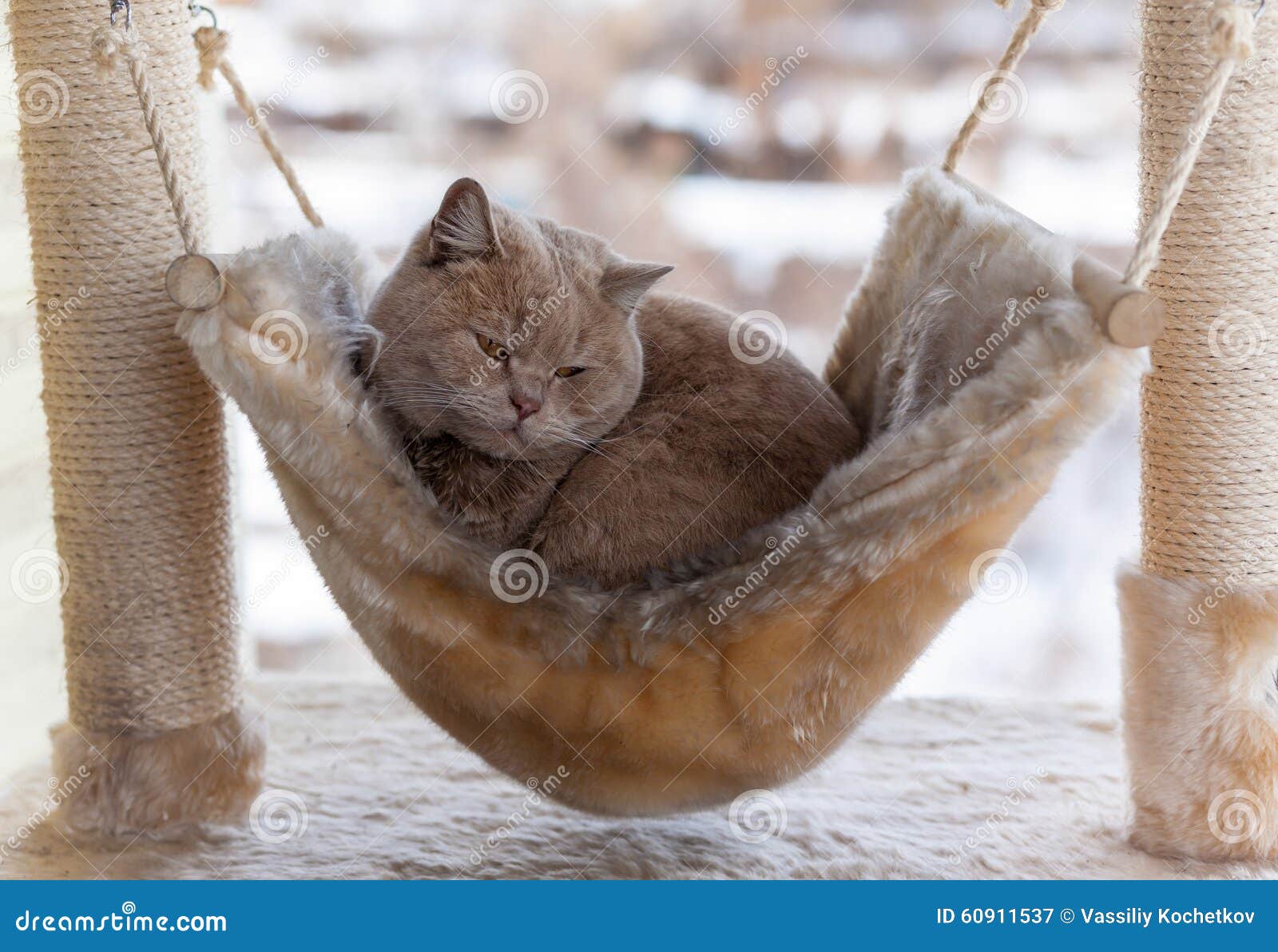 So fat sleepy cat stock image. Image of alertness, kitten - 60911537