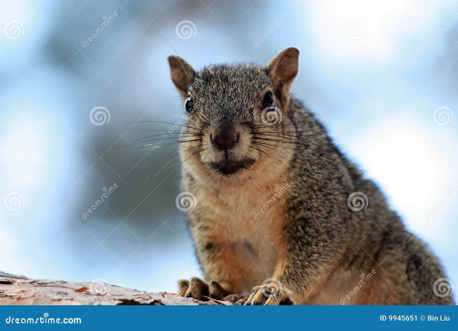 A fat smiling squirrel stock image. Image of creature - 9945651