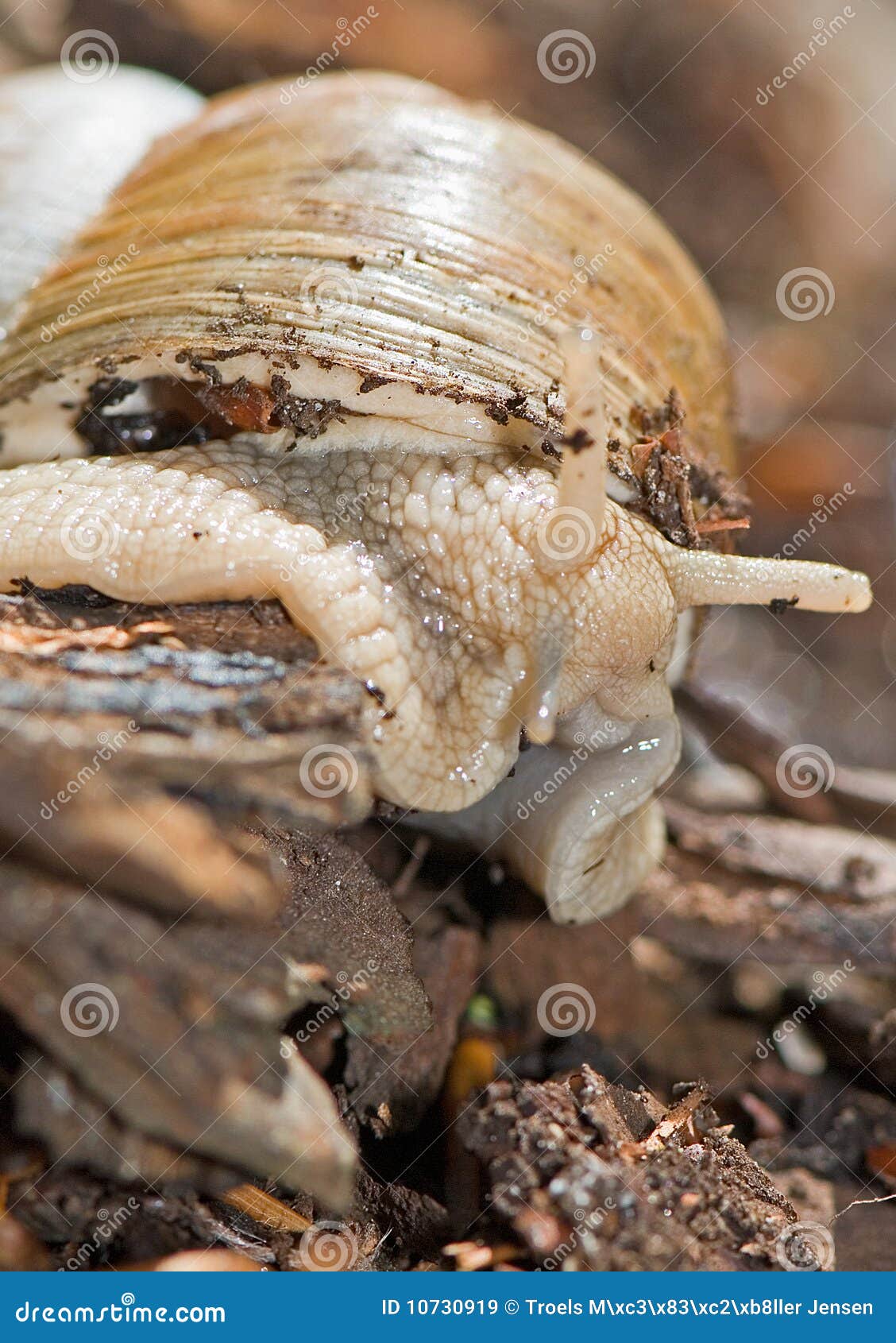 Fat snail crawling stock image. Image of snails, forest - 10730919