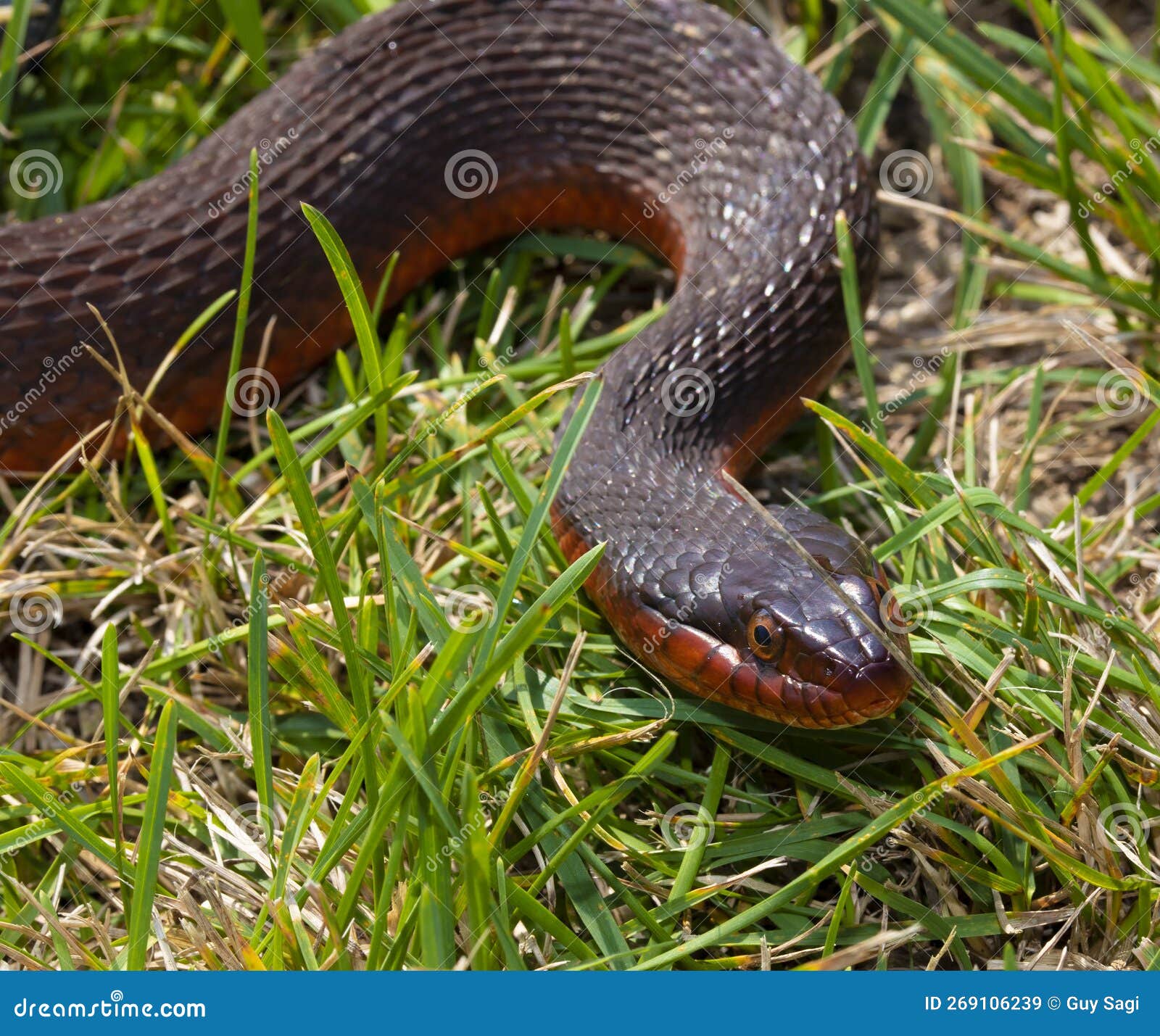 Fat snake in the grass stock image. Image of slither - 269106239