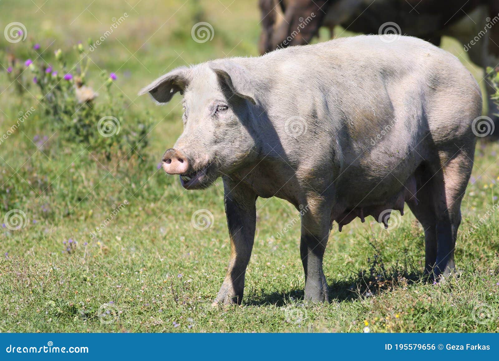 Fat Sow on a Flower Pasture Stock Photo - Image of outdoors, animal ...