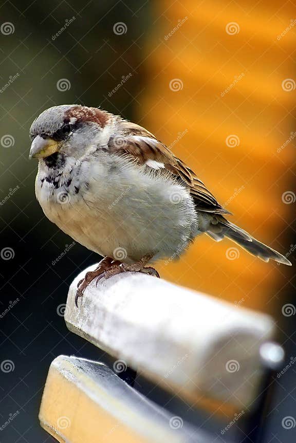 Fat sparrow stock photo. Image of lath, feather, furniture - 11740522
