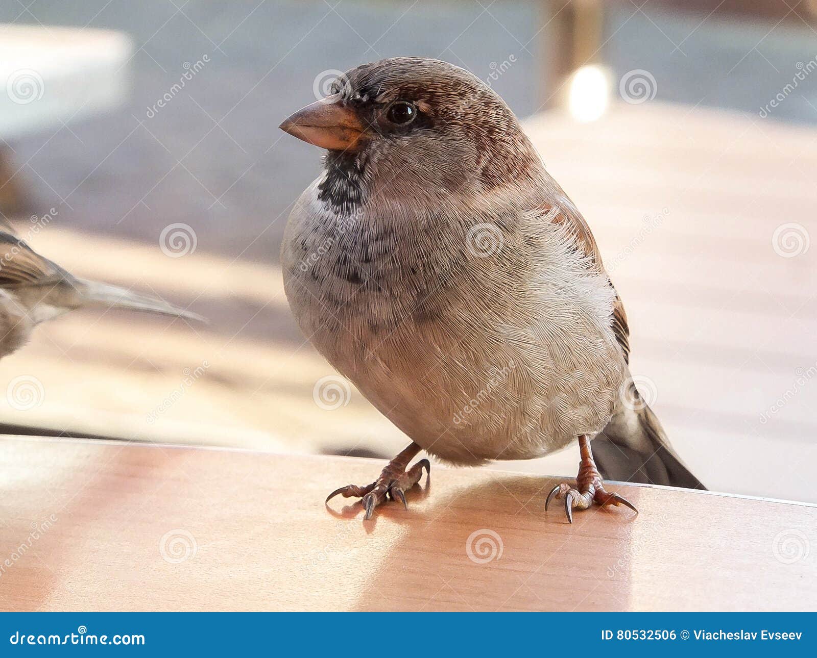 Fat Sparrow Sitting on a Table in a Fast Food Stock Photo - Image of ...