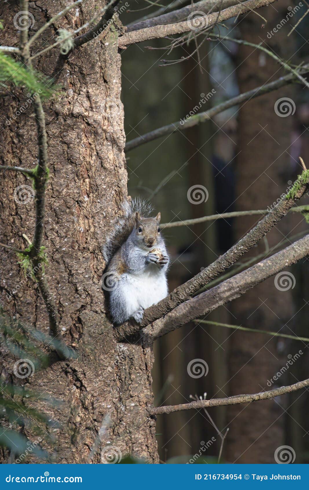 Fat Squirel Sitting in a Pine Tree with a Nut Stock Photo - Image of ...