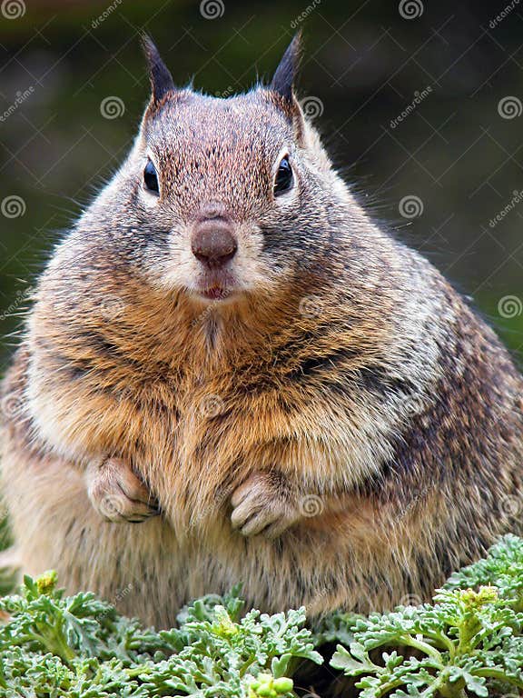 Fat squirrel stock image. Image of medium, hair, brown - 28396707