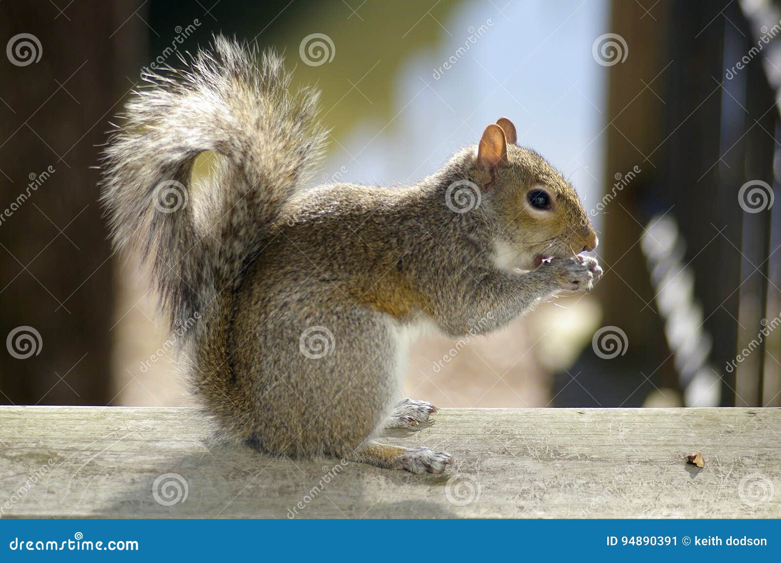 Fat Squirrel Eating a Nut stock image. Image of isolated - 94890391